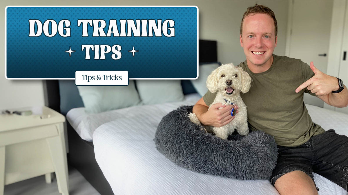 Top Tips for Teaching Your Dog Tricks – The Brooklyn Pet Store